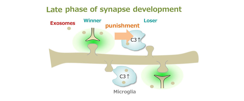 Research - Hanayama Lab